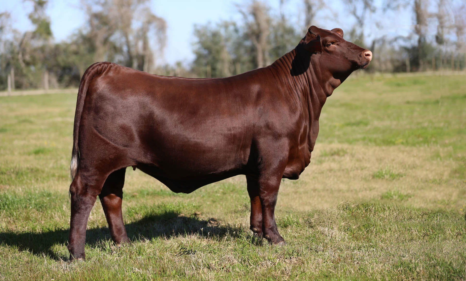 Home - Excell Santa Gertrudis - Santa Gertrudis Cattle - Santa Fe, Texas